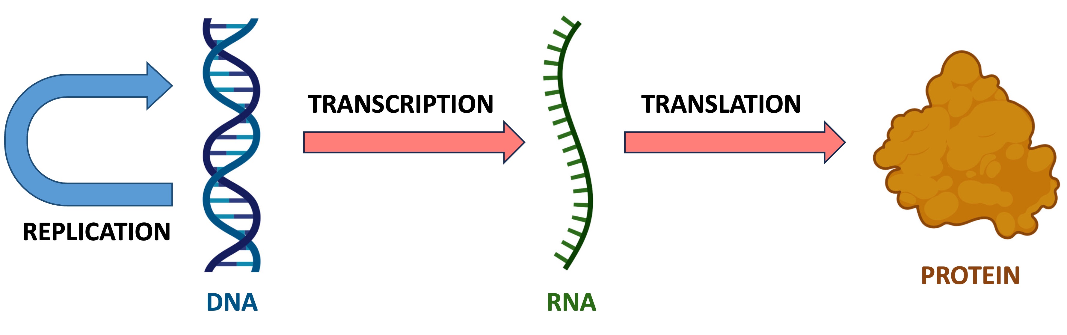 Protein Synthesis